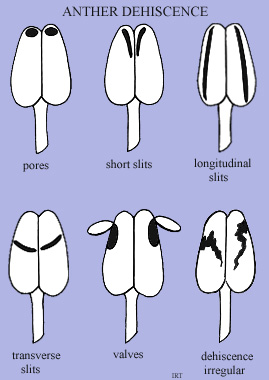Anther Dehiscence Flora Of Australia Help