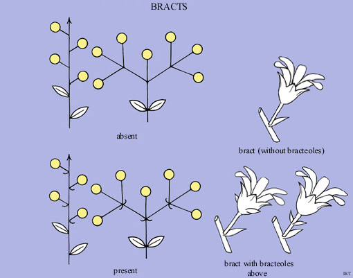 Bracts – FLORA OF AUSTRALIA HELP