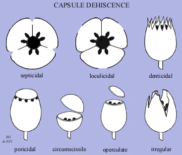 Capsule dehiscence – FLORA OF AUSTRALIA HELP