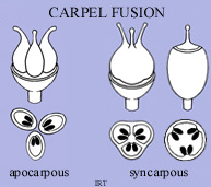 Carpel fusion – FLORA OF AUSTRALIA HELP