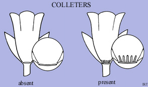 Colleters – FLORA OF AUSTRALIA HELP