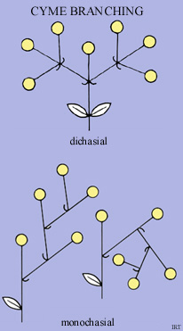 Cyme branching – FLORA OF AUSTRALIA HELP