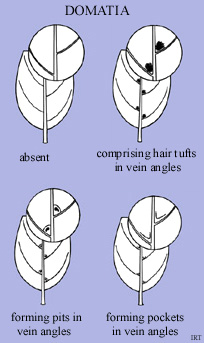 Domatia – FLORA OF AUSTRALIA HELP