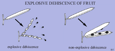 Explosive dehiscence of fruit – FLORA OF AUSTRALIA HELP