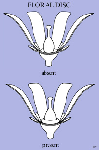 Floral disc – FLORA OF AUSTRALIA HELP
