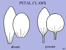 Petal claws – FLORA OF AUSTRALIA HELP