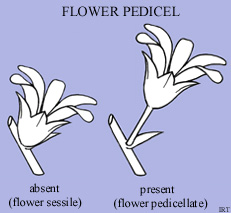 Flower pedicel – FLORA OF AUSTRALIA HELP