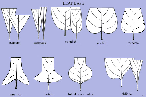 Leaf base – FLORA OF AUSTRALIA HELP