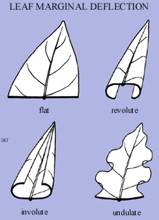 Leaf marginal deflection – FLORA OF AUSTRALIA HELP