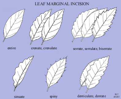 Leaf marginal incision – FLORA OF AUSTRALIA HELP