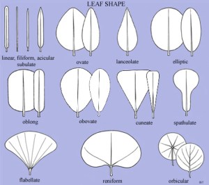 Leaf shape – FLORA OF AUSTRALIA HELP