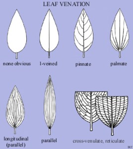 Leaf venation – FLORA OF AUSTRALIA HELP