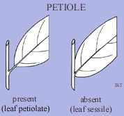 Petiole – FLORA OF AUSTRALIA HELP