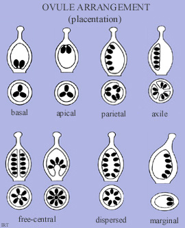 Ovule arrangement (placentation) – FLORA OF AUSTRALIA HELP