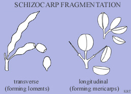 Schizocarp fragmentation – FLORA OF AUSTRALIA HELP