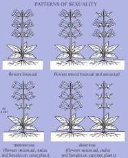 Patterns Of Sexuality FLORA OF AUSTRALIA HELP