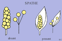 Spathe – FLORA OF AUSTRALIA HELP