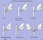 Stipule arrangement – FLORA OF AUSTRALIA HELP