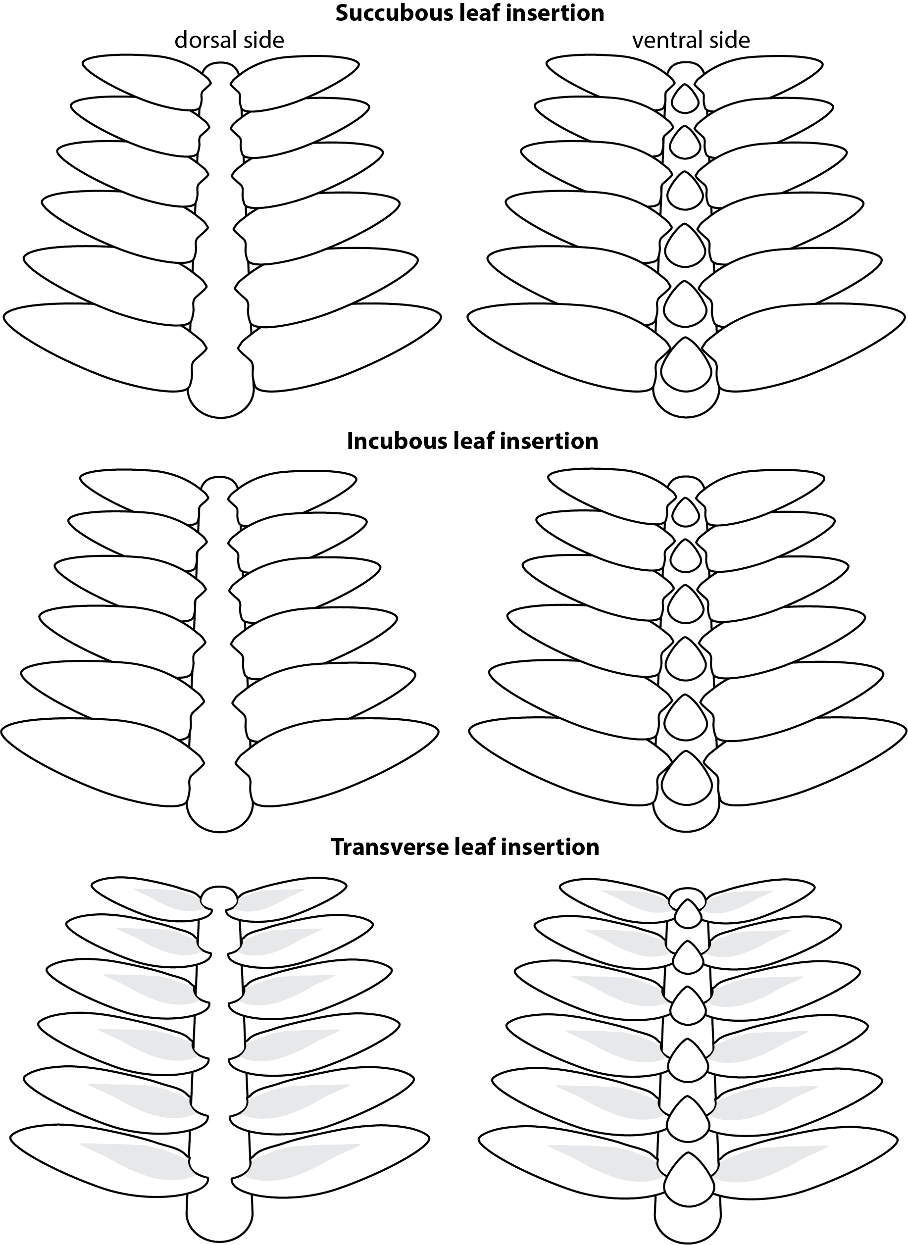 Liverwort Leaf Insertion – FLORA OF AUSTRALIA HELP